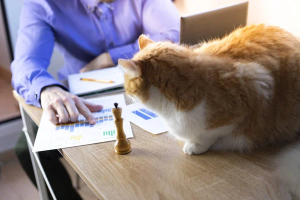 Cat accounting Stock Photos, Royalty Free Cat accounting Images ...