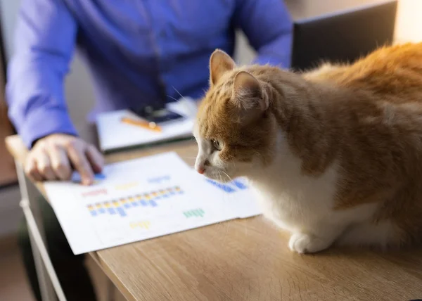 Cat accounting Stock Photos, Royalty Free Cat accounting Images ...