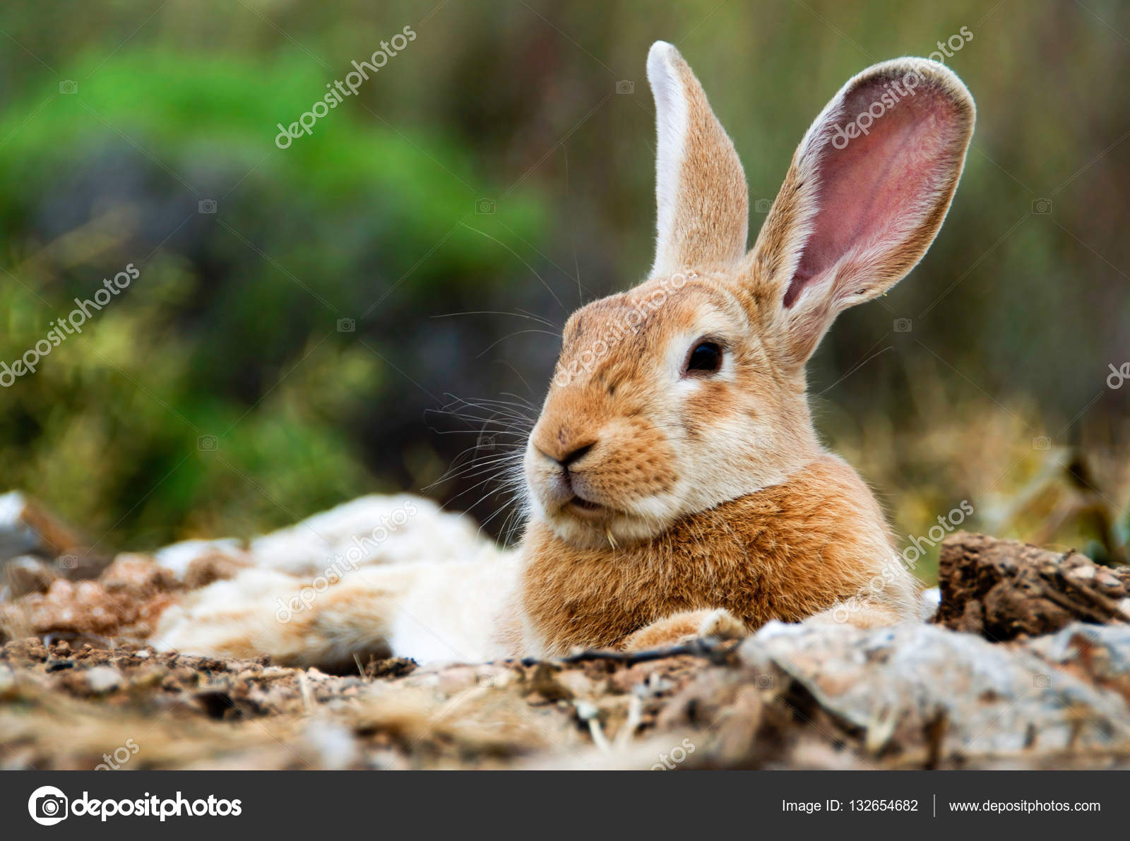 Bunny rabbit with big ears Stock Photo by ©GiannikosImages 132654682