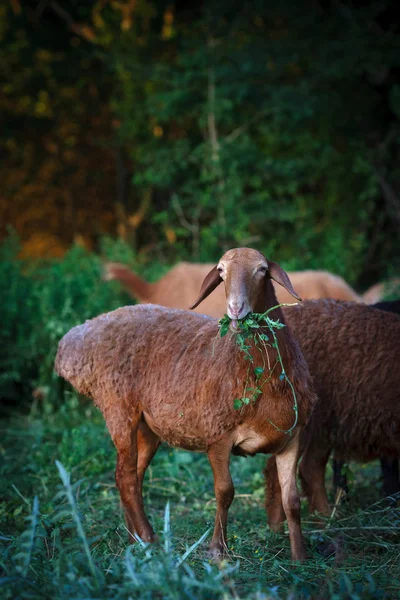 Fat sheep Stock Photos, Royalty Free Fat sheep Images | Depositphotos