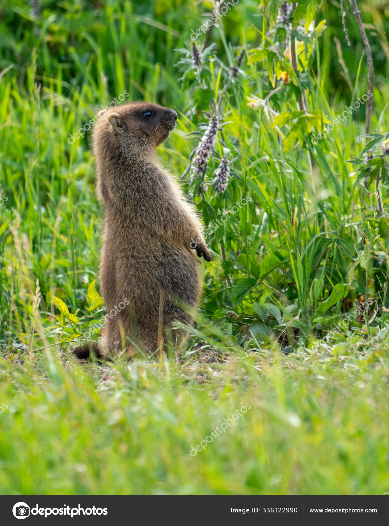 Curious Groundhog Background Green Grass Stock Photo by ©kotopalych ...