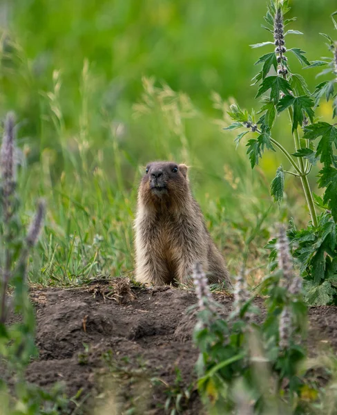 Curious Groundhog Background Green Grass Stock Photo by ©kotopalych ...