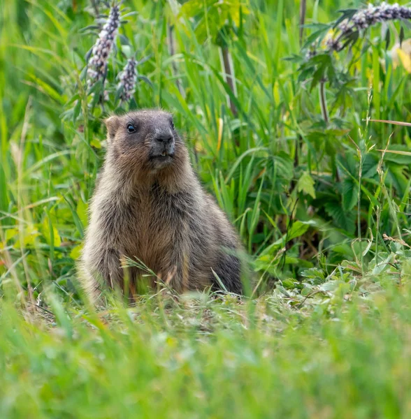 Curious Groundhog Background Green Grass Stock Photo by ©kotopalych ...