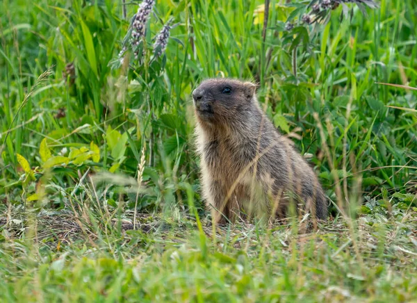 Curious Groundhog Background Green Grass Stock Photo by ©kotopalych ...