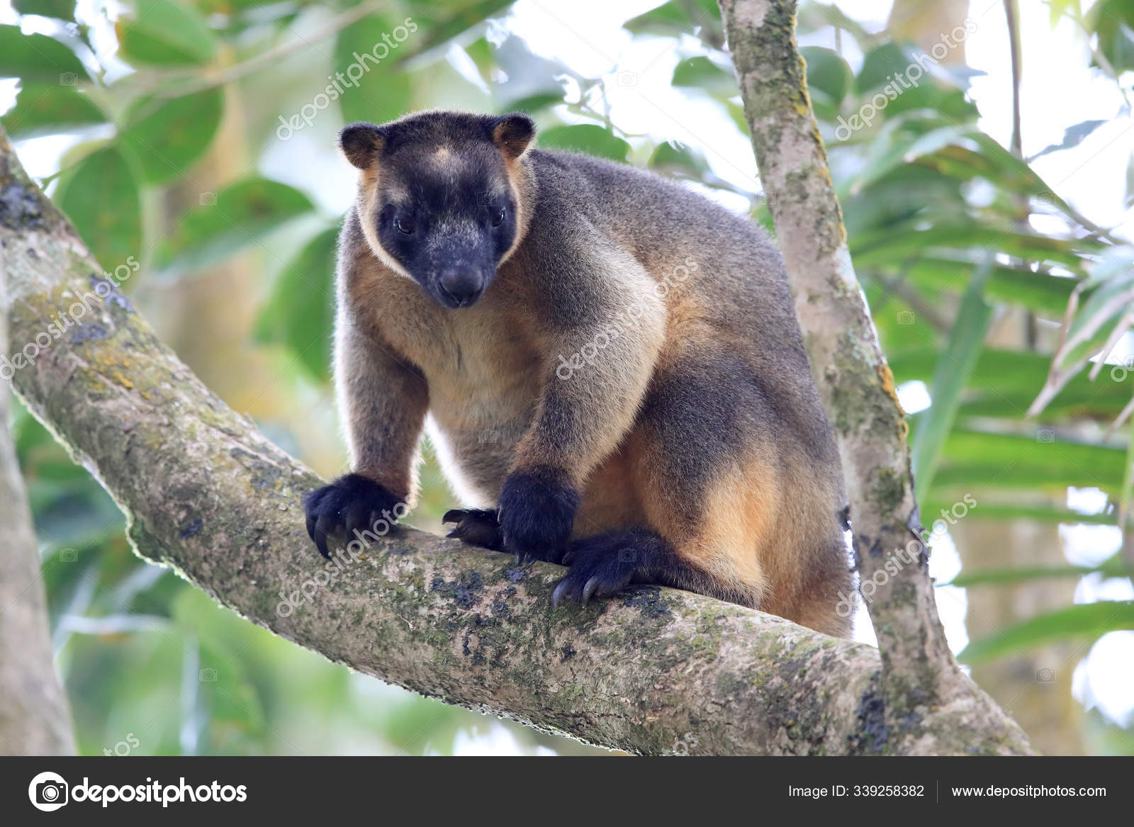 A Lumholtz's tree-kangaroo (Dendrolagus lumholtzi) Queensland, A ...
