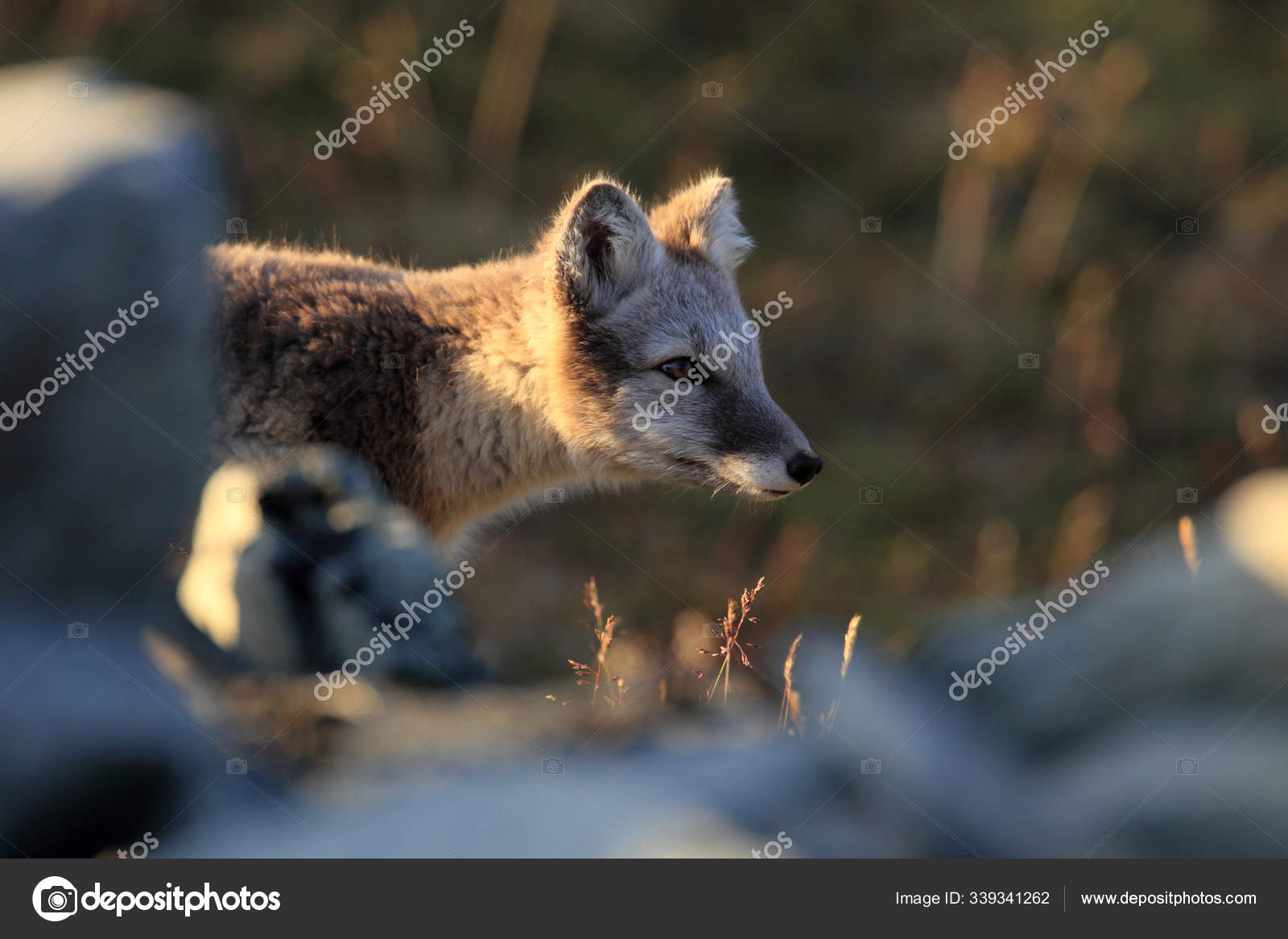 Arctic Fox Kit Summer
