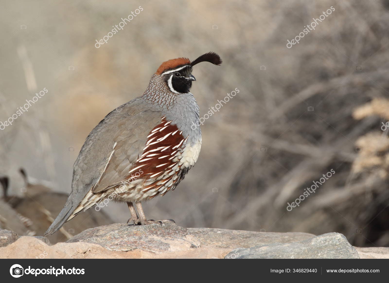 Himalayan Quail