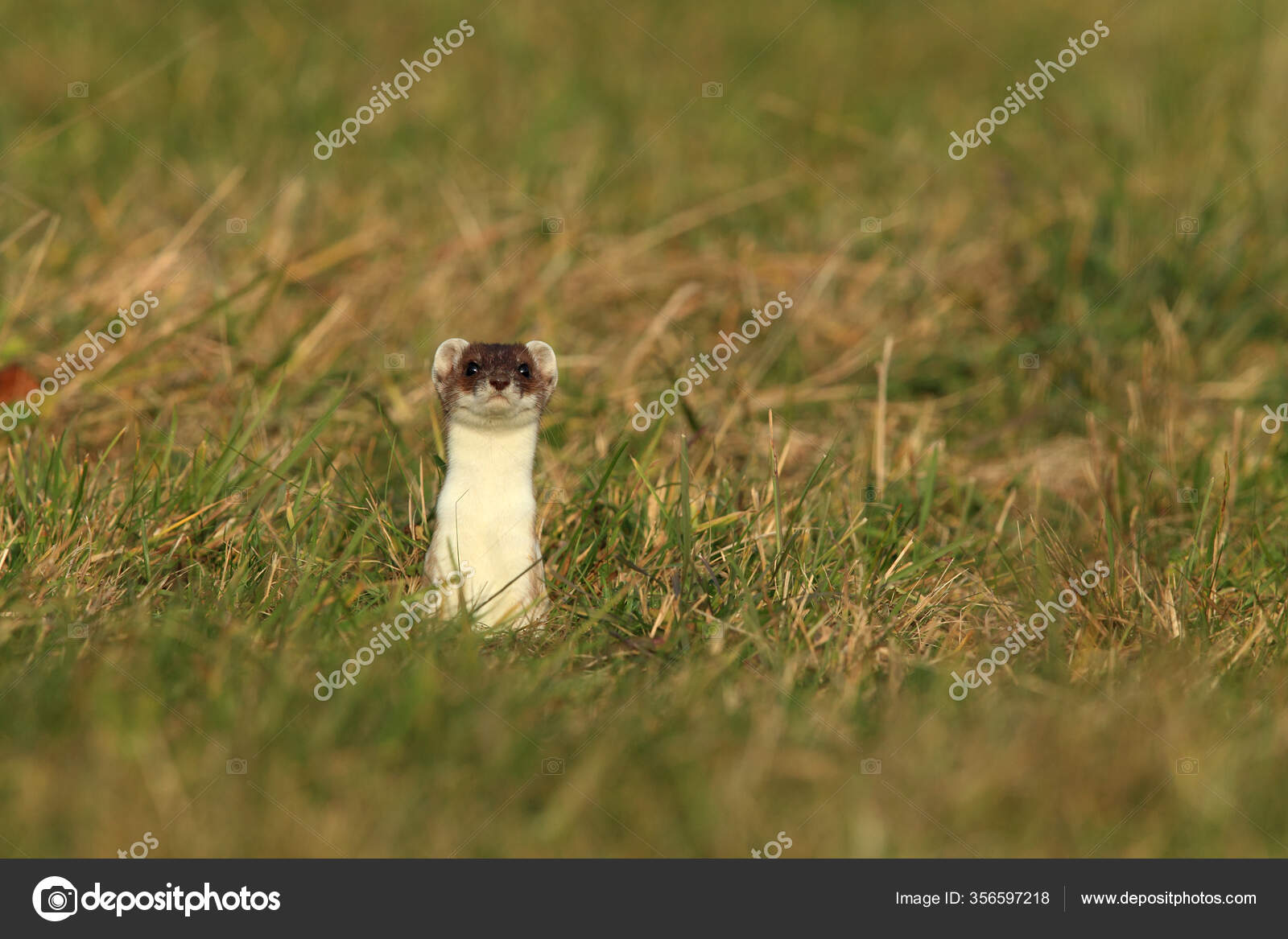 Stoat Mustela Erminea Short Tailed Weasel Natural Habitat Germany ...