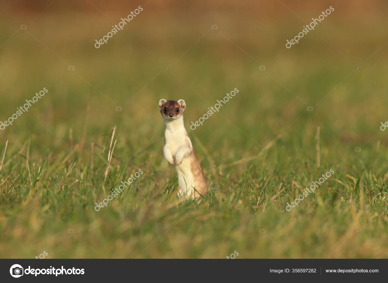 Stoat Mustela Erminea Short Tailed Weasel Natural Habitat Germany ...