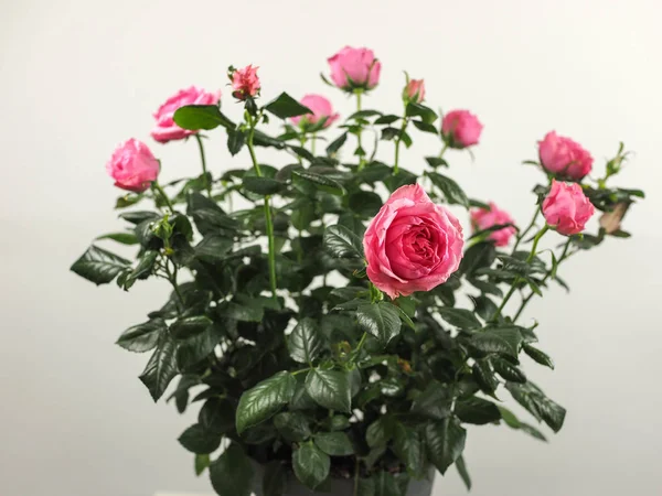 Género rosa fotos de stock, imágenes de Género rosa sin royalties ...