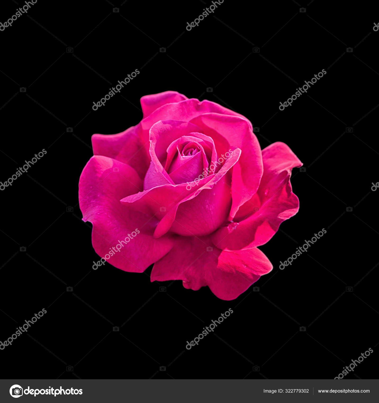 Beautiful pink rose isolated on a black background Stock Photo by ...
