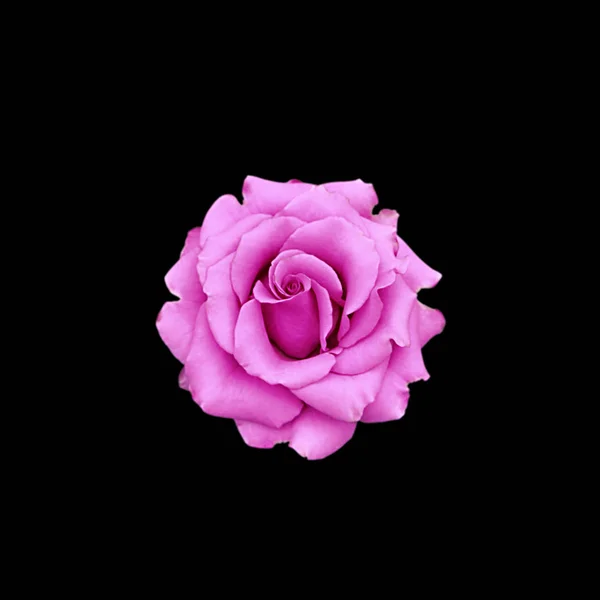 3,373,078 imágenes de Rose tik tok icon png libres de derechos ...