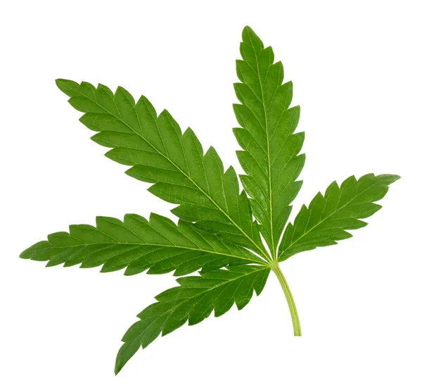 Dope leaf Stock Photos, Royalty Free Dope leaf Images | Depositphotos