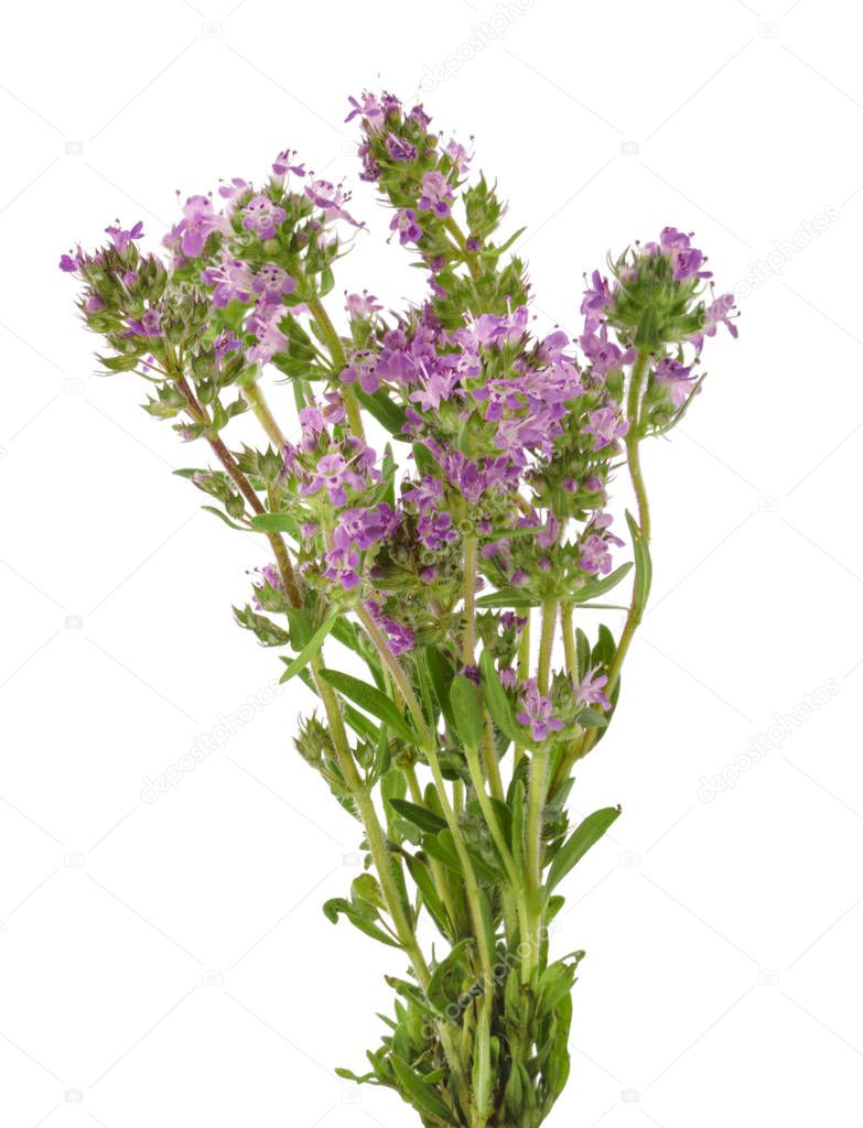 Tomillo salvaje (Thymus serpyllum) aislado sobre fondo blanco 2023