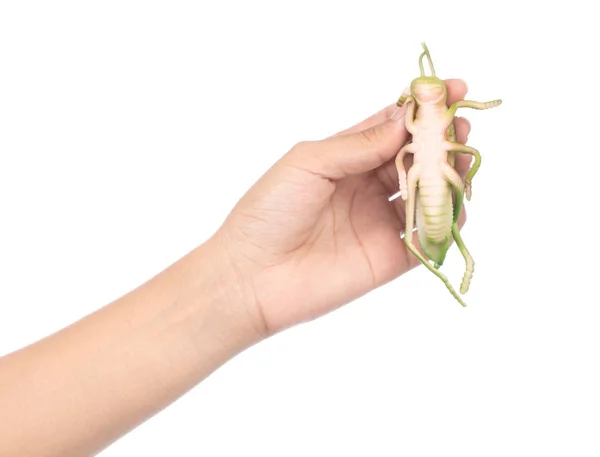 Set Grasshopper Plastic Play Toy Isolated White Background Stock Photo ...