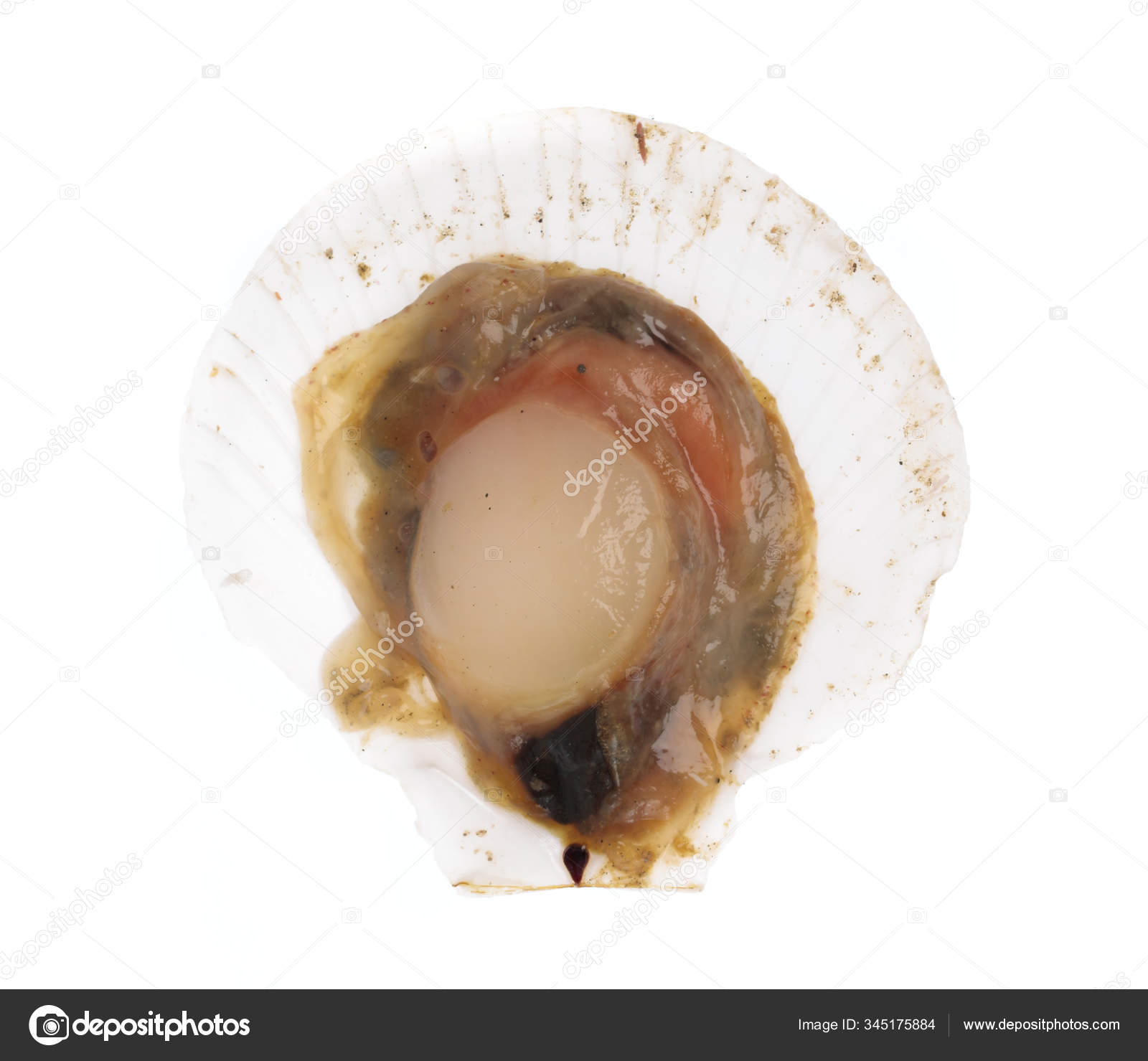 Scallop shell Isolated on white background. — Stock Photo © Cloud7Days ...