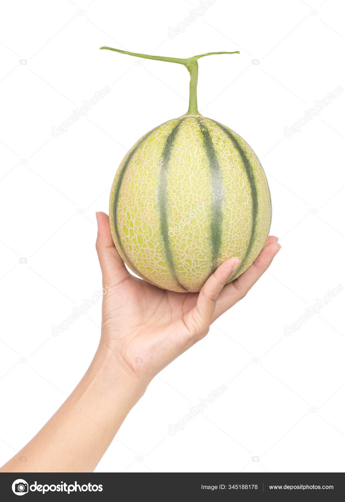 Hand holding Single full Cantaloupe melon isolated on white back ...