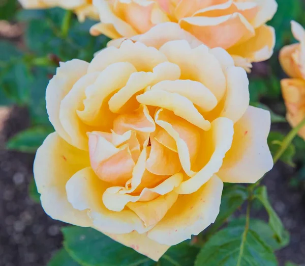 Close Hybrid Tea Rose Gardens — Stock Photo © Cloud7Days #345225564
