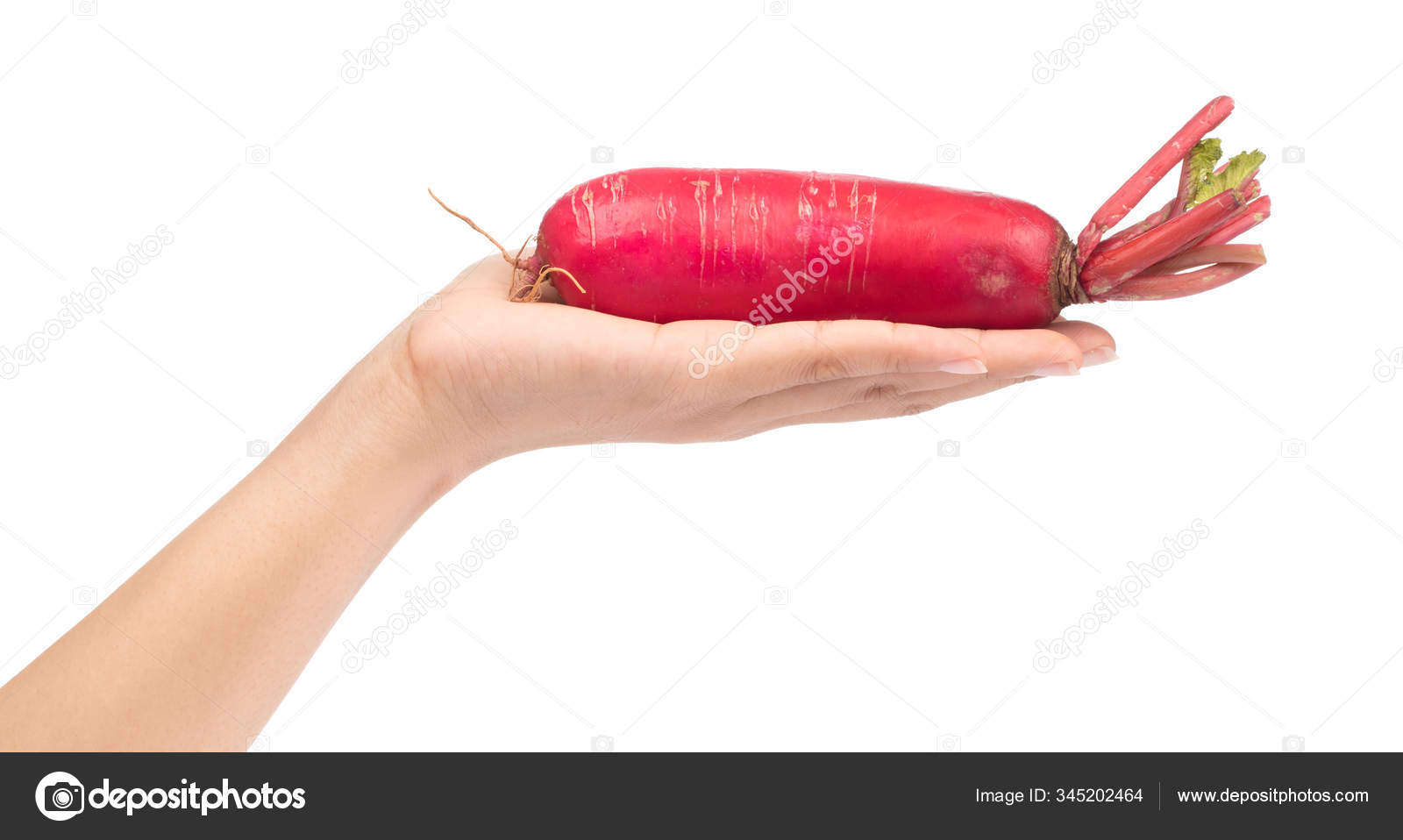 Hand holding fresh of red radish isolated on white background — Stock ...