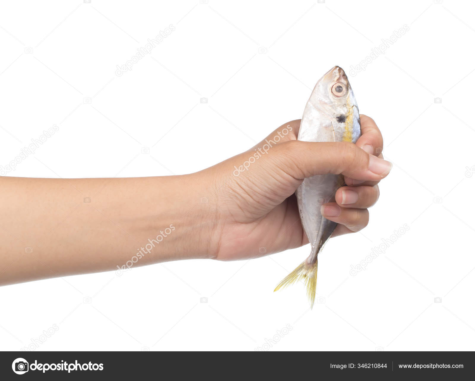 Hand Holding Fresh Fish Isolated White Background — Stock Photo ...