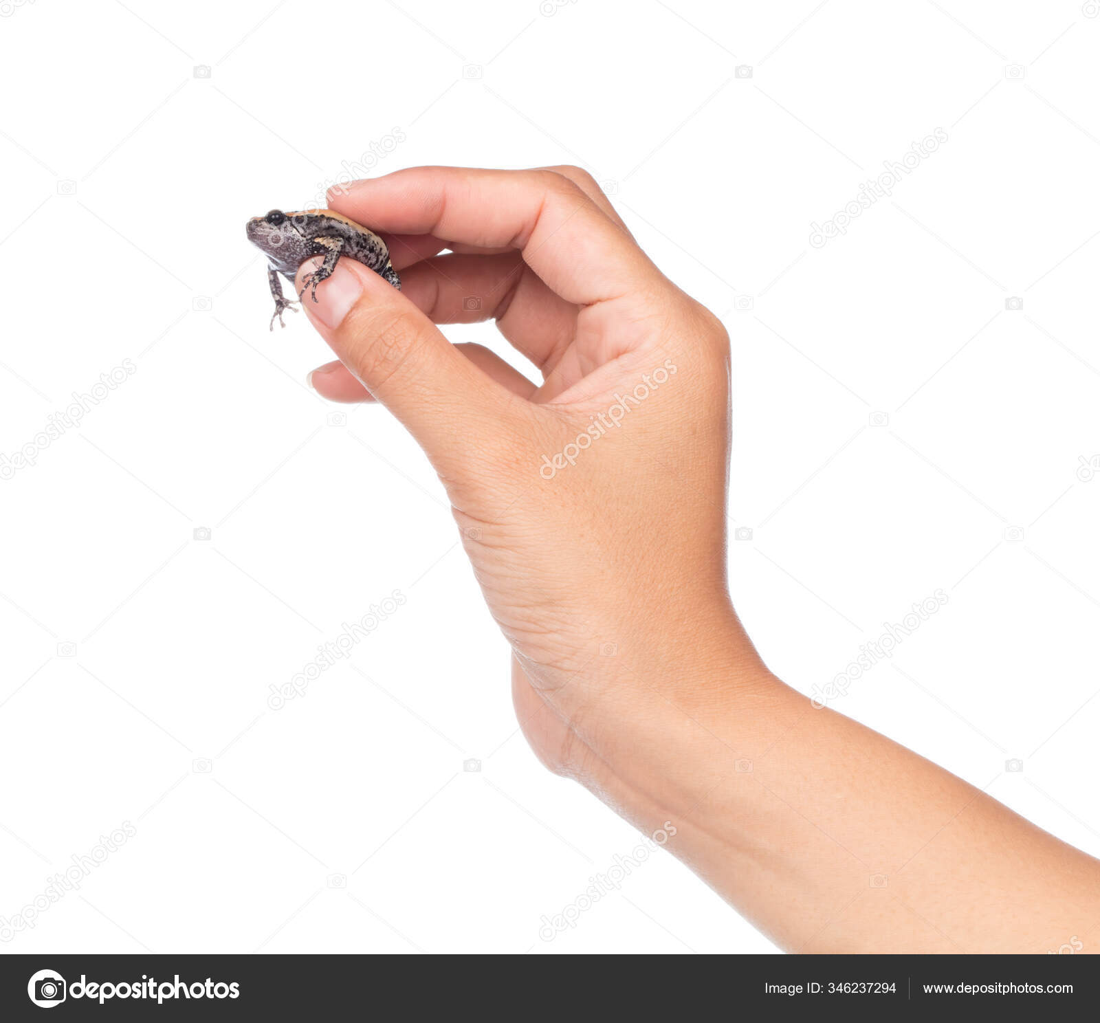 Hand Holding Frog Isolated White Background Stock Photo by ©Cloud7Days ...