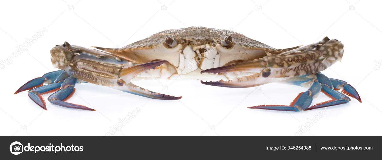 Fresh Crab Isolated White Background — Stock Photo © Cloud7Days #346254988