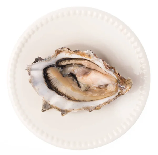 Oyster half shell Stock Photos, Royalty Free Oyster half shell Images ...