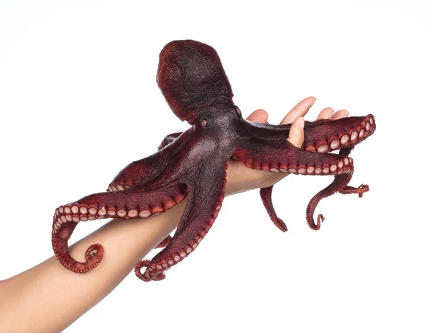 Giant squid Stock Photos, Royalty Free Giant squid Images | Depositphotos