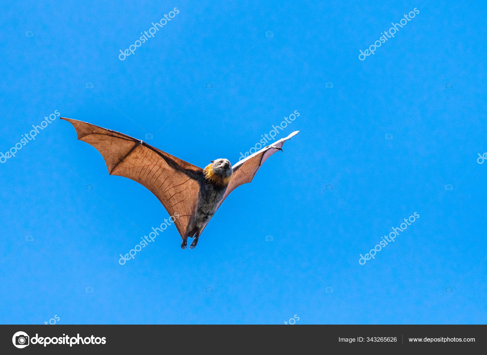 Isolated fruit bat, flying fox, on a blue sky background Stock Photo by ...