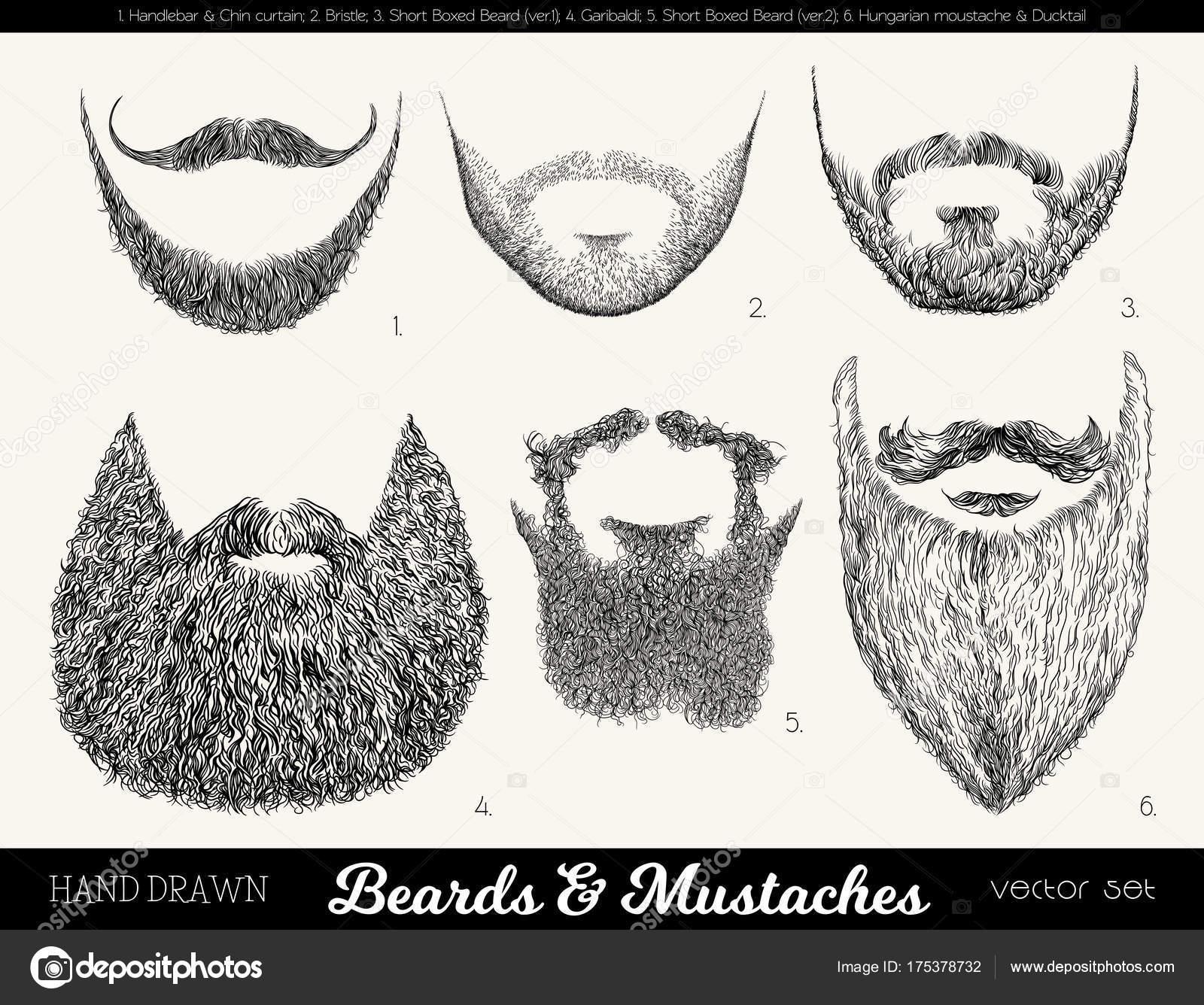 Vector Set With Beards And Mustaches Stock Vector Image By ©arvitalyaa