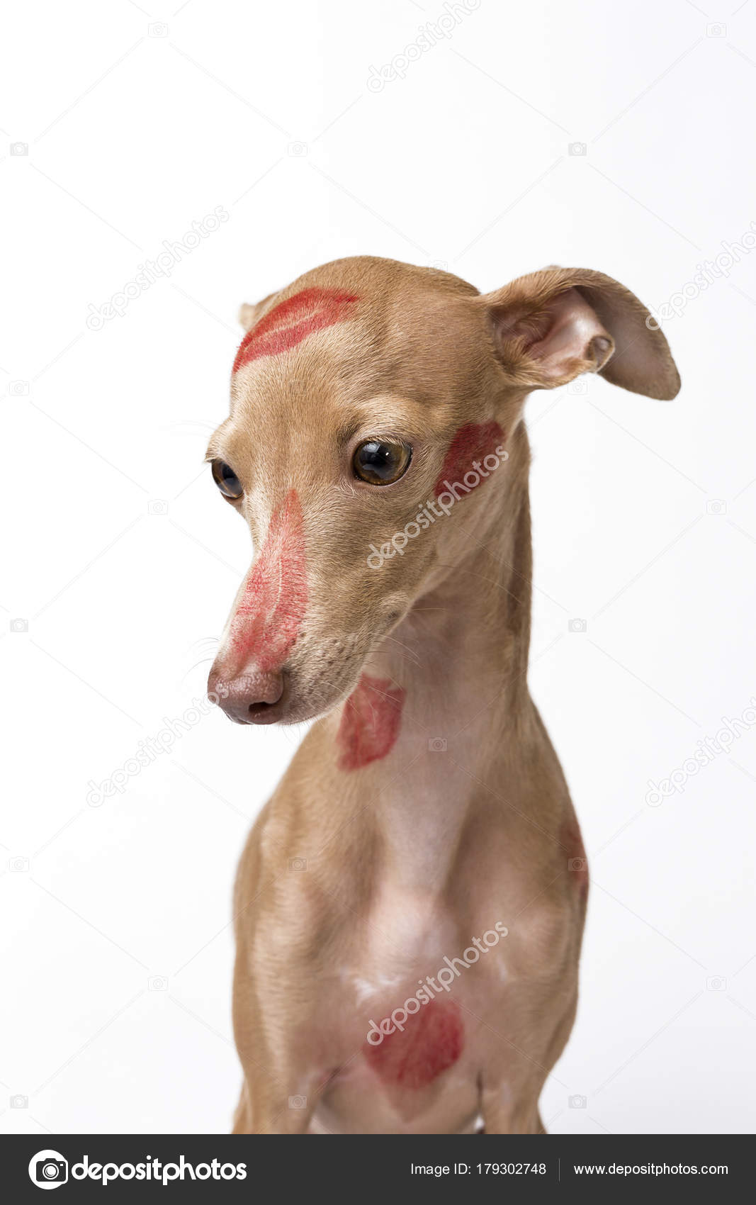 Red Italian Greyhound Puppy