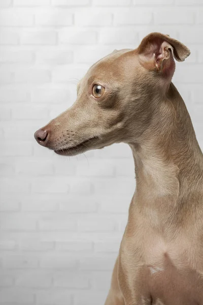 Italian Greyhound Dachshund Mix