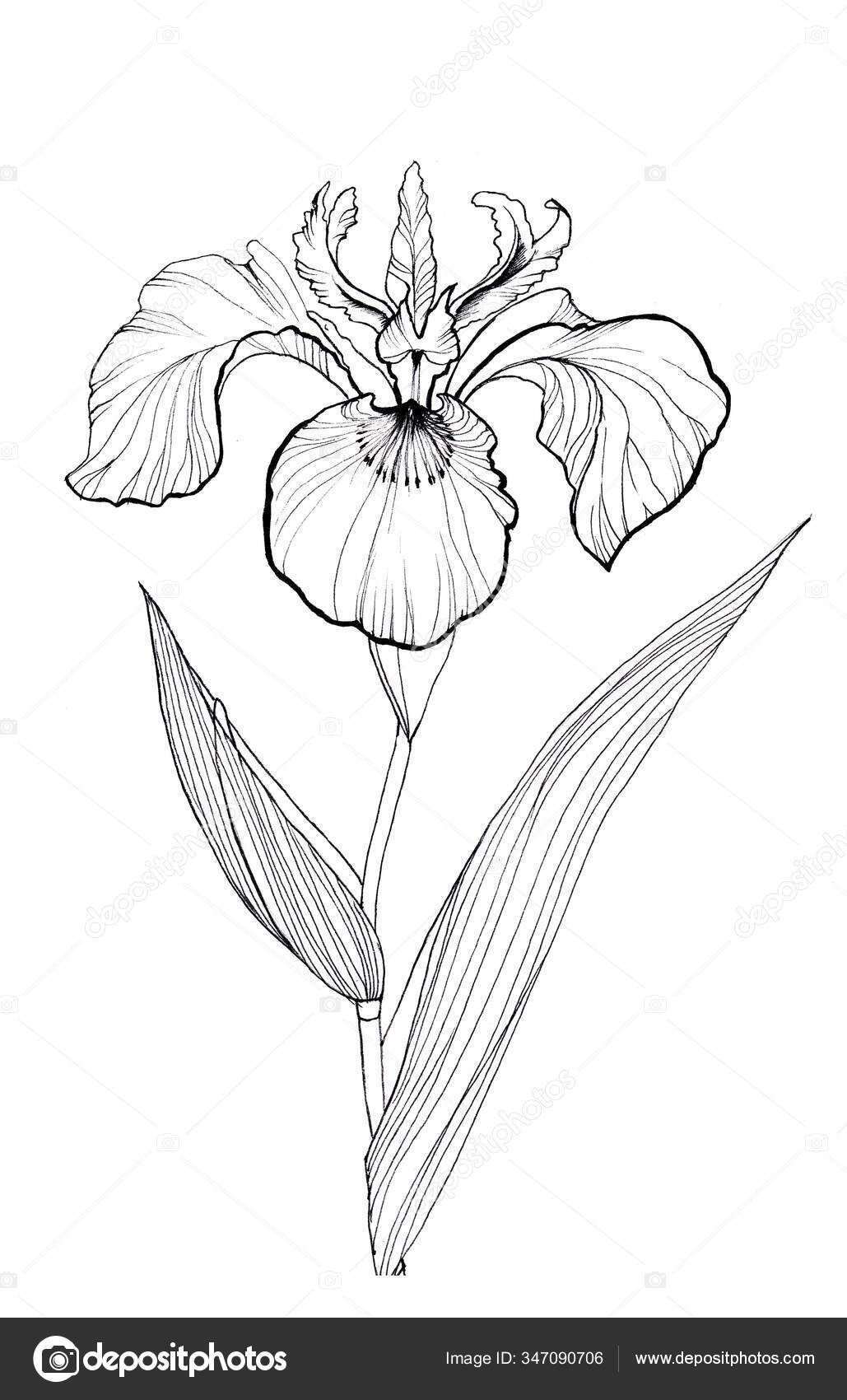 Iris Flower Drawing | Best Flower Site
