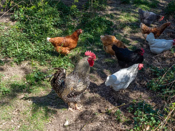 Scale poultry Stock Photos, Royalty Free Scale poultry Images ...