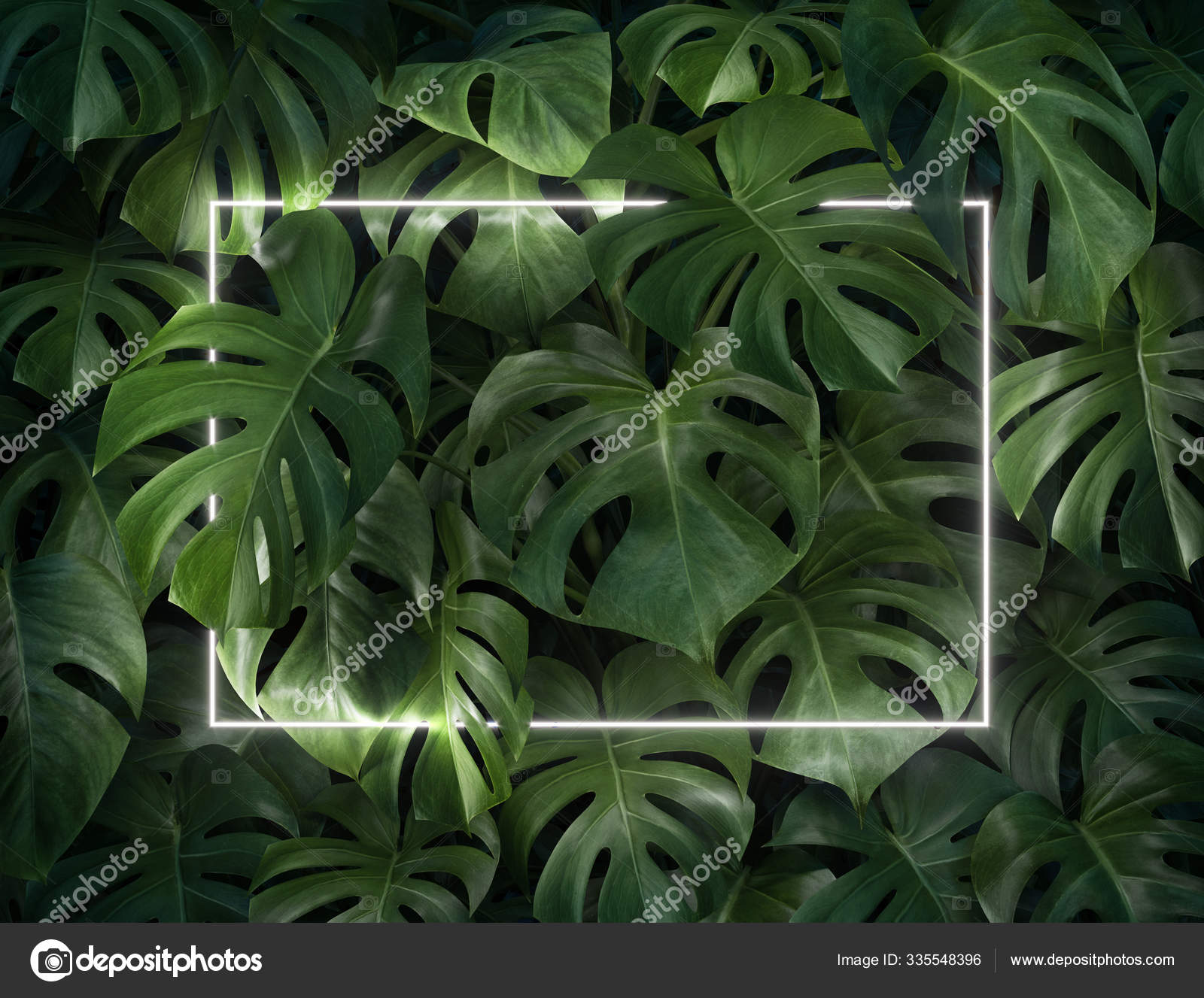 Plants Rectangular Bright Light Frame Stock Photo by ©muratefe 335548396
