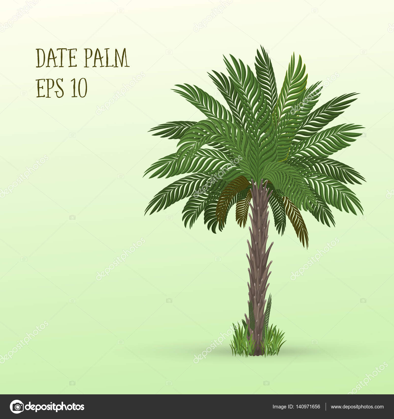 Date palm tree Stock Vector Image by ©alefbet #140971656