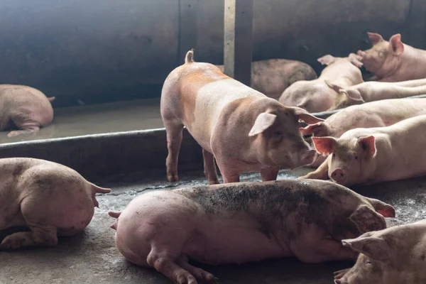 Pig feed production Stock Photos, Royalty Free Pig feed production ...