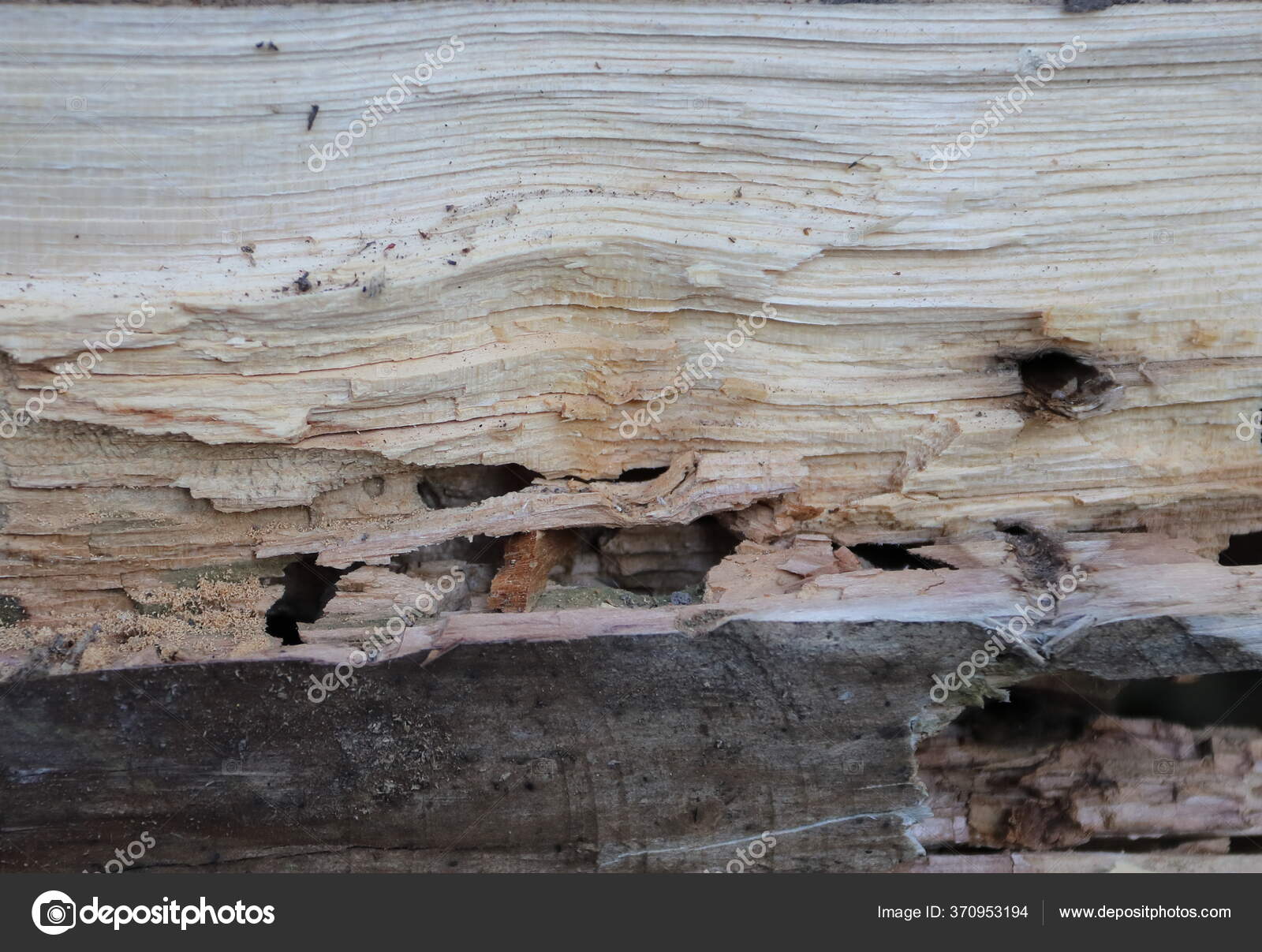 Black Carpenter Ant Damage