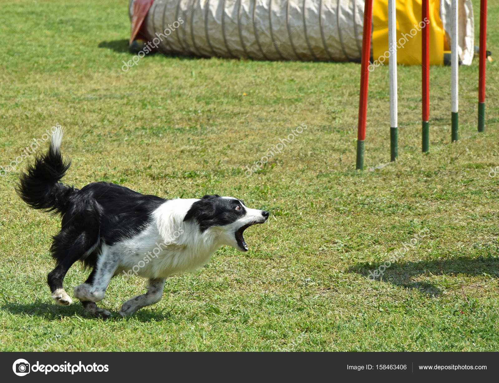 Dog agility contest — Stock Photo © majorosl66 #158463406