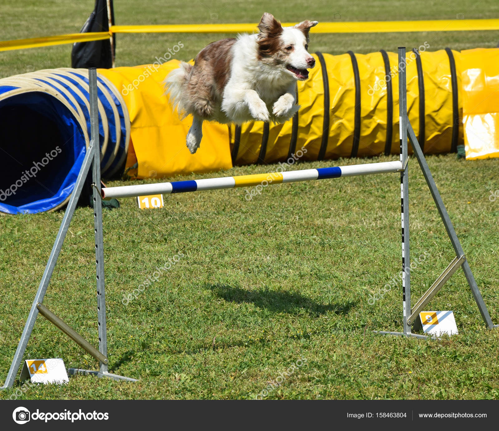 Dog agility contest — Stock Photo © majorosl66 #158463804