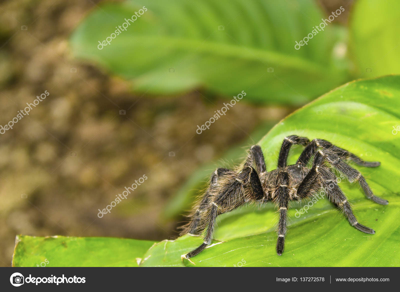 Giant Tarantula Spider