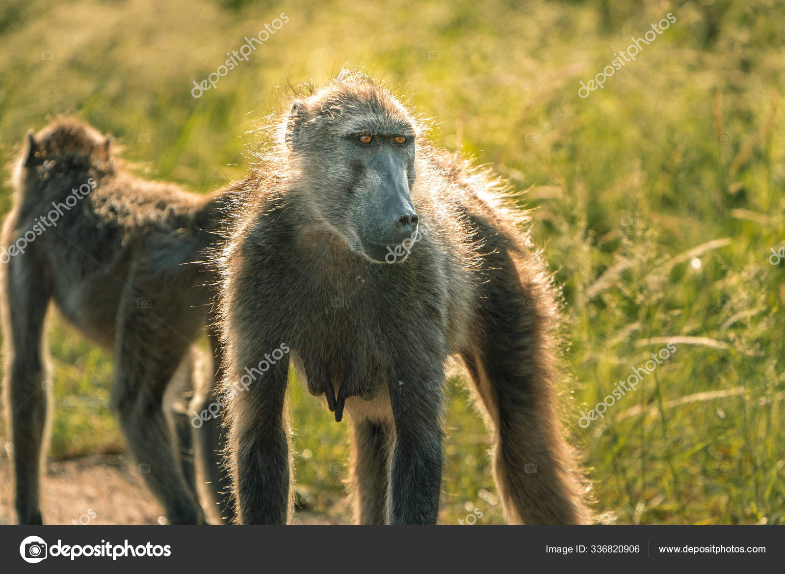 Impressive baboon with beautiful natural lighting in Kruger National ...