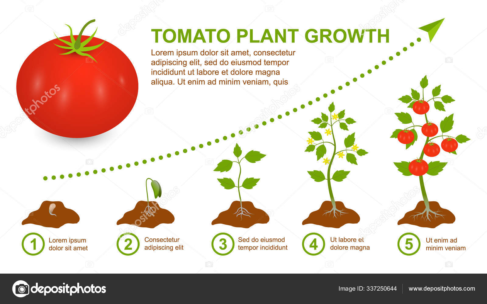 Big ripe red tomato. Stage growth tomato plant. Phased cycle of life ...