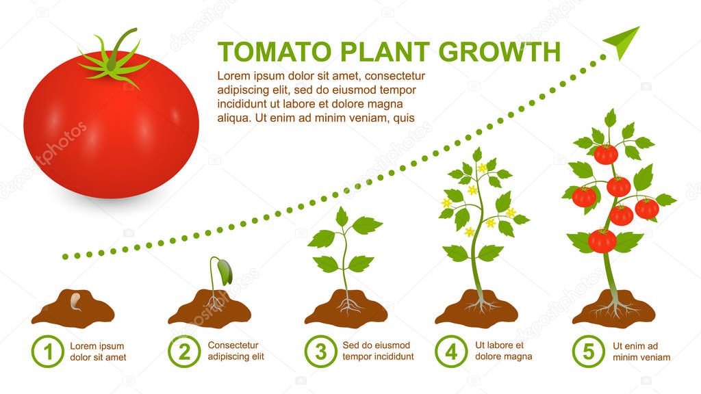 Un gran tomate rojo maduro. Planta de tomate de crecimiento en etapa ...