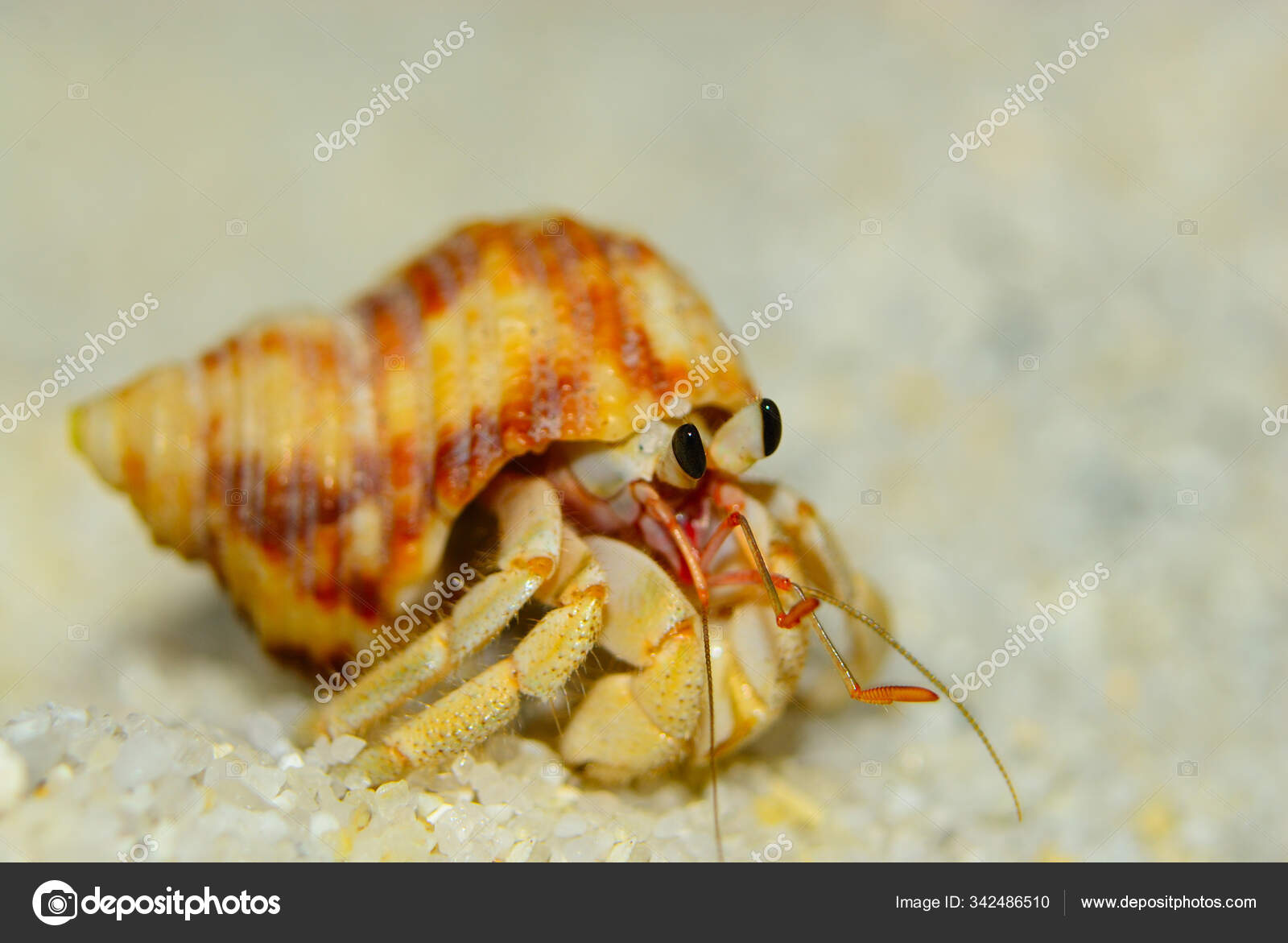 Really Cute Hermit Crabs