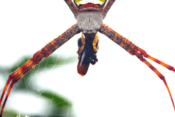 Chinese bird spider Stock Photos, Royalty Free Chinese bird spider ...