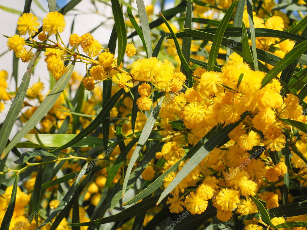 Acacia Pycnantha es un arbusto perteneciente a la subfamilia ...