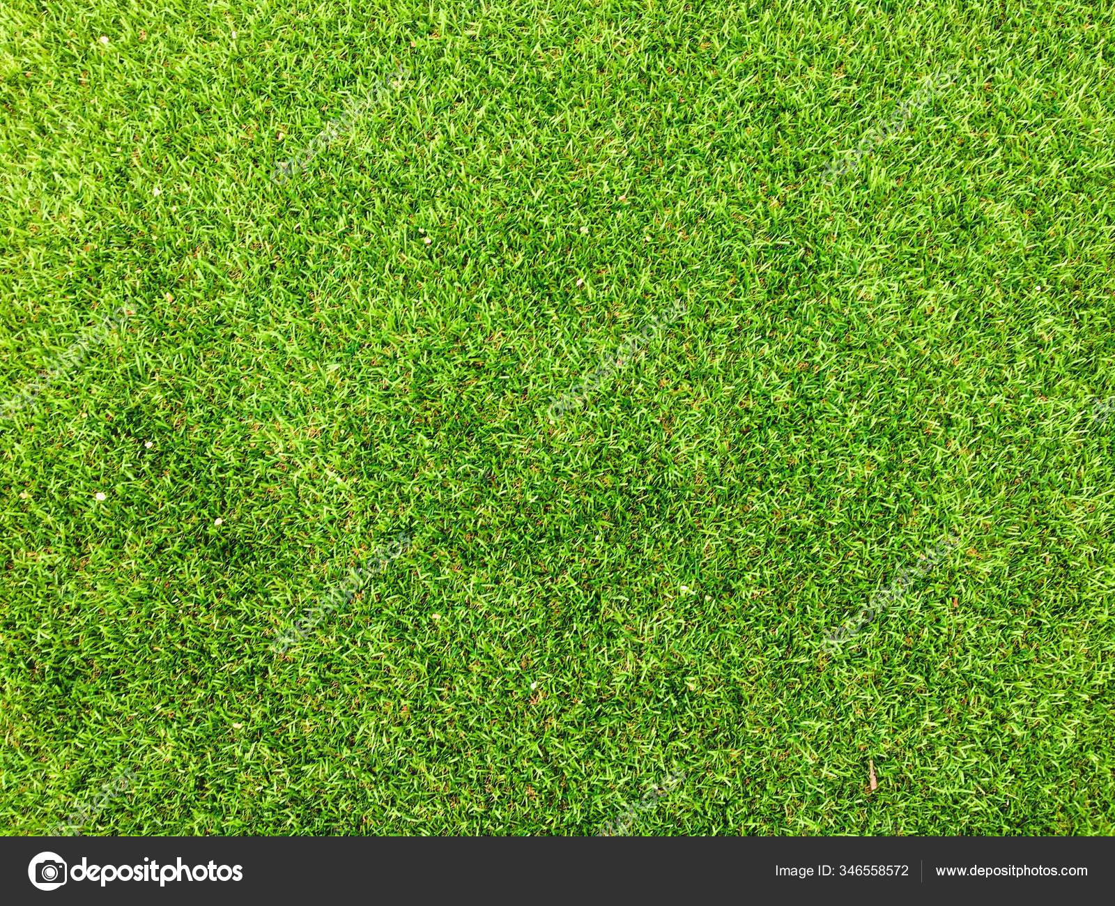 Golf Green Texture