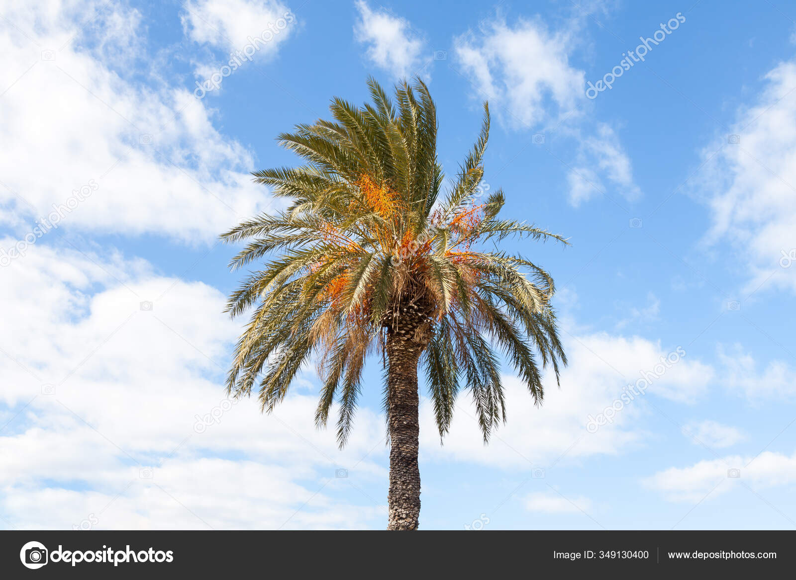 Palm Tree Palm Tree Pictured Mediterranean Island Turkish Republic ...