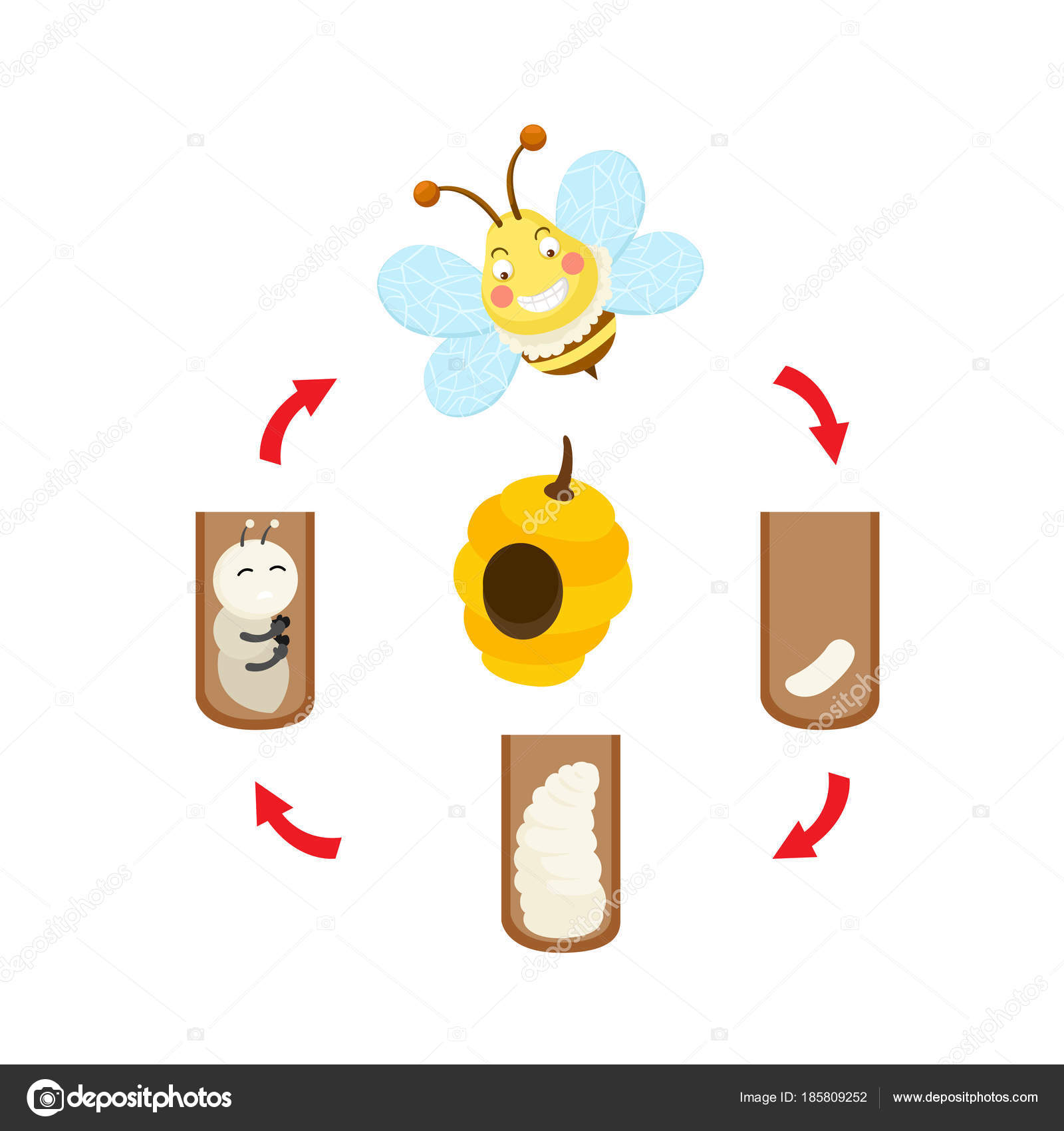 Ciclo De Vida Das Abelhas